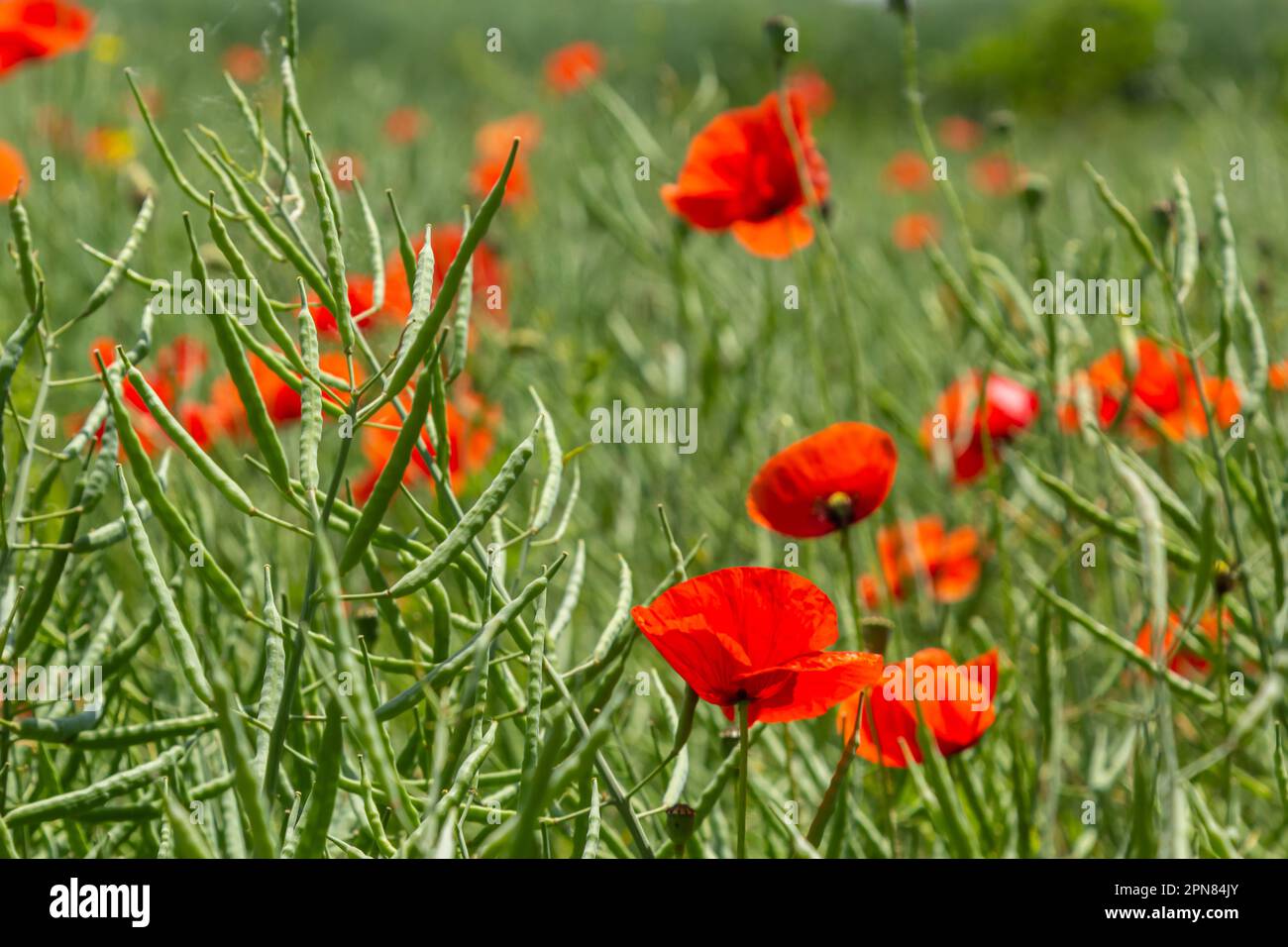 Common names for Papaver rhoeas include corn poppy, corn rose, field ...