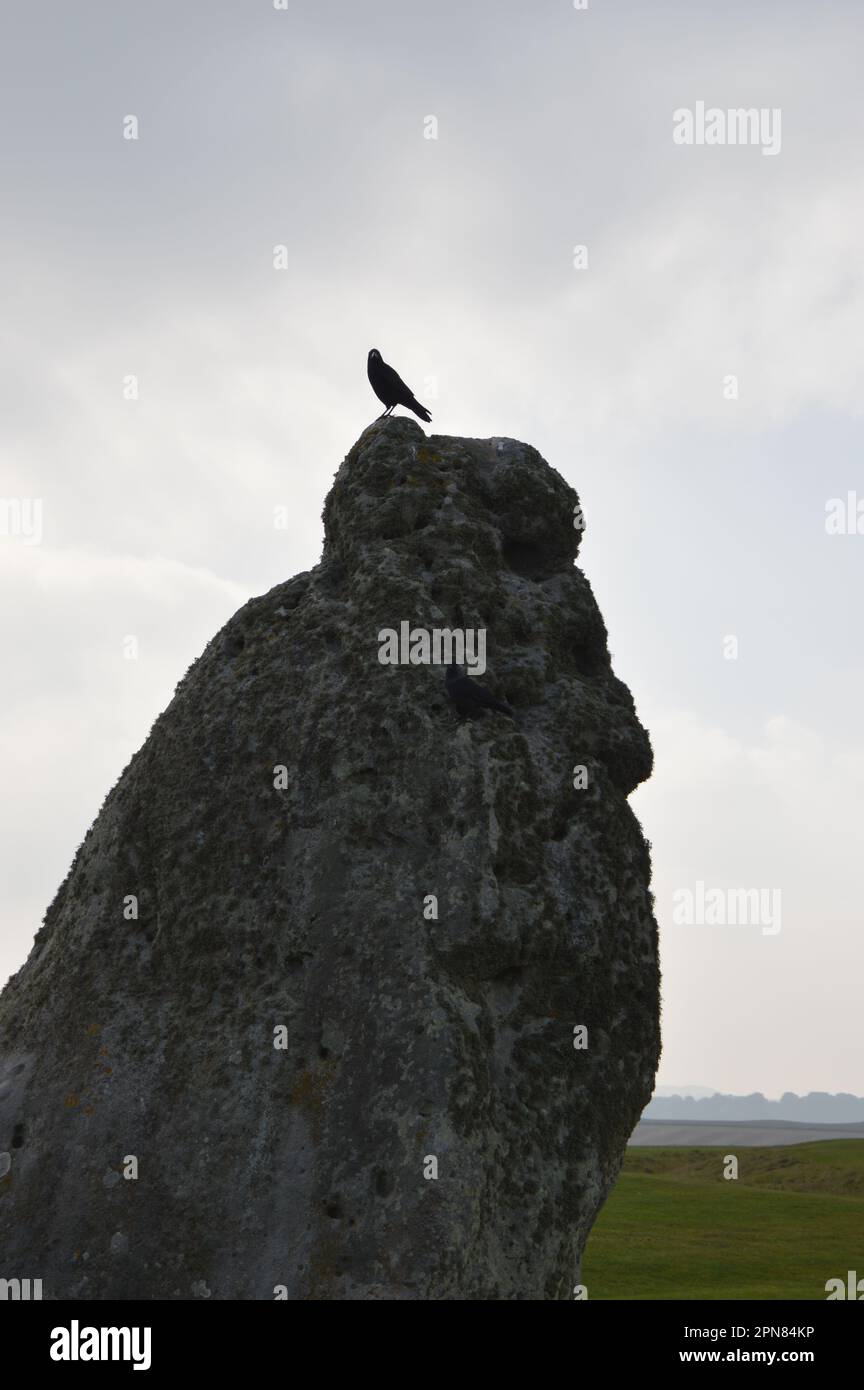 Crow perched on rock hi-res stock photography and images - Alamy