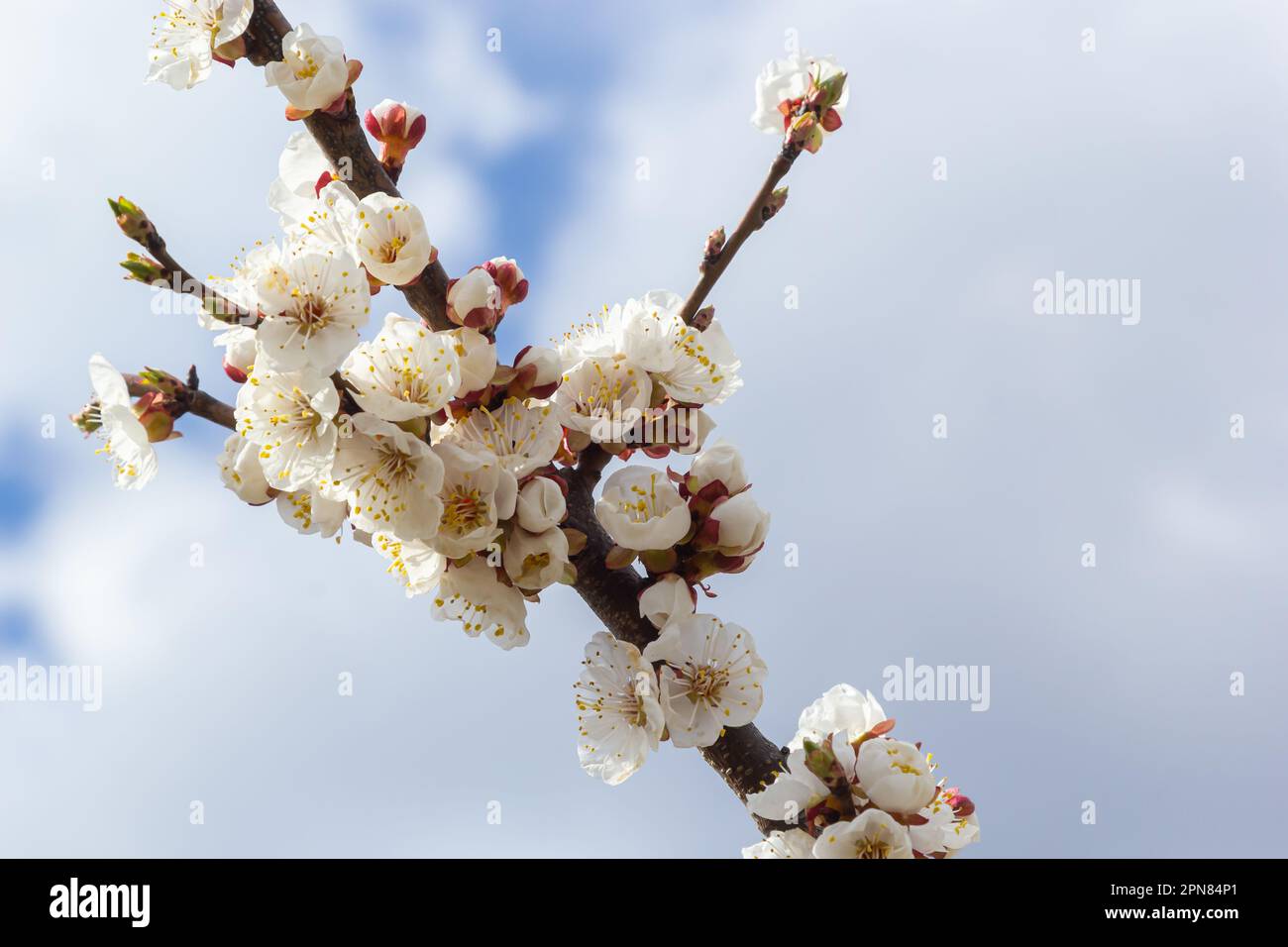 Beautiful white apricot tree blossoms in a spring garden. Apricot tree ...