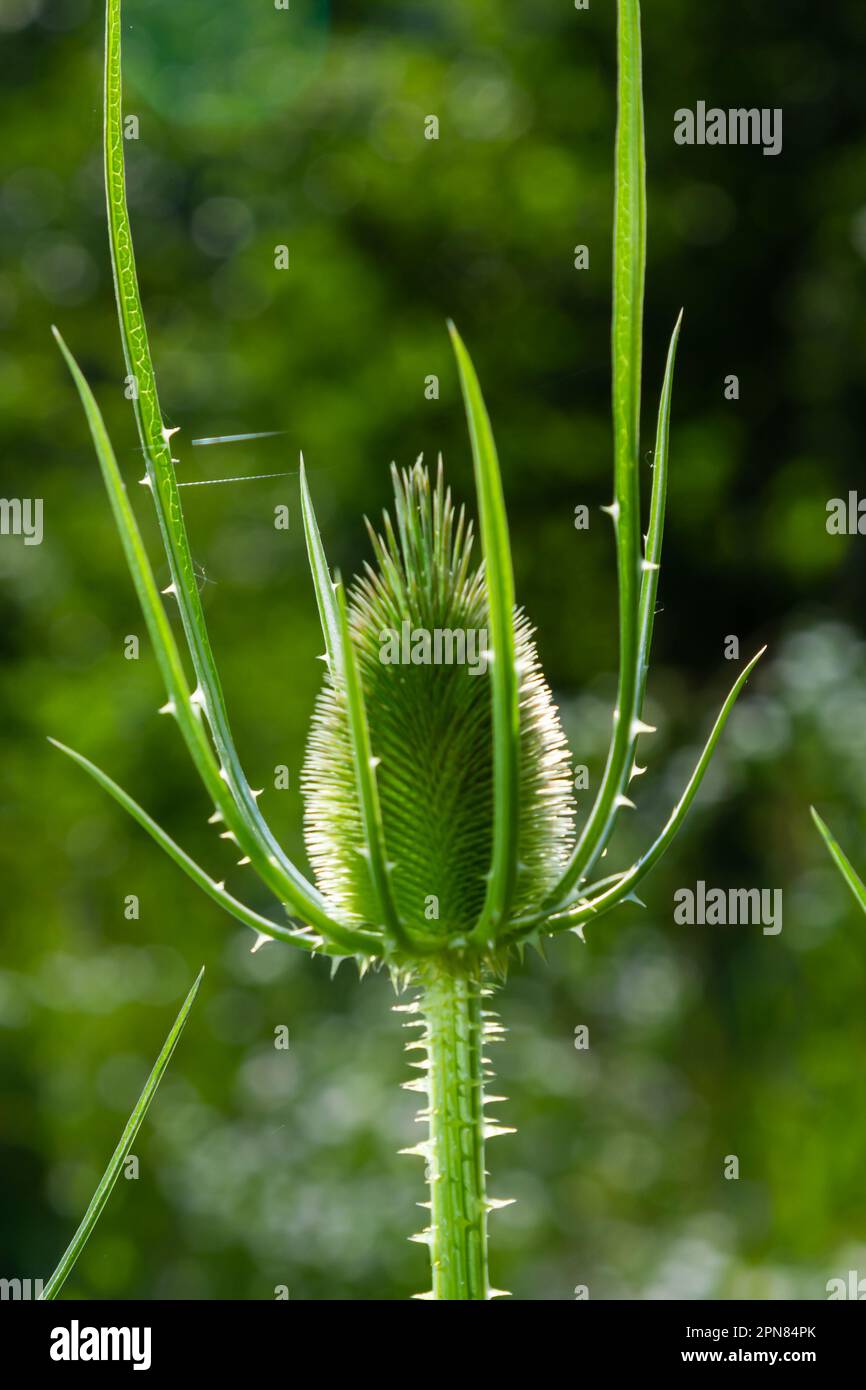 Dipsacus fullonum teasel in flower hi-res stock photography and images ...