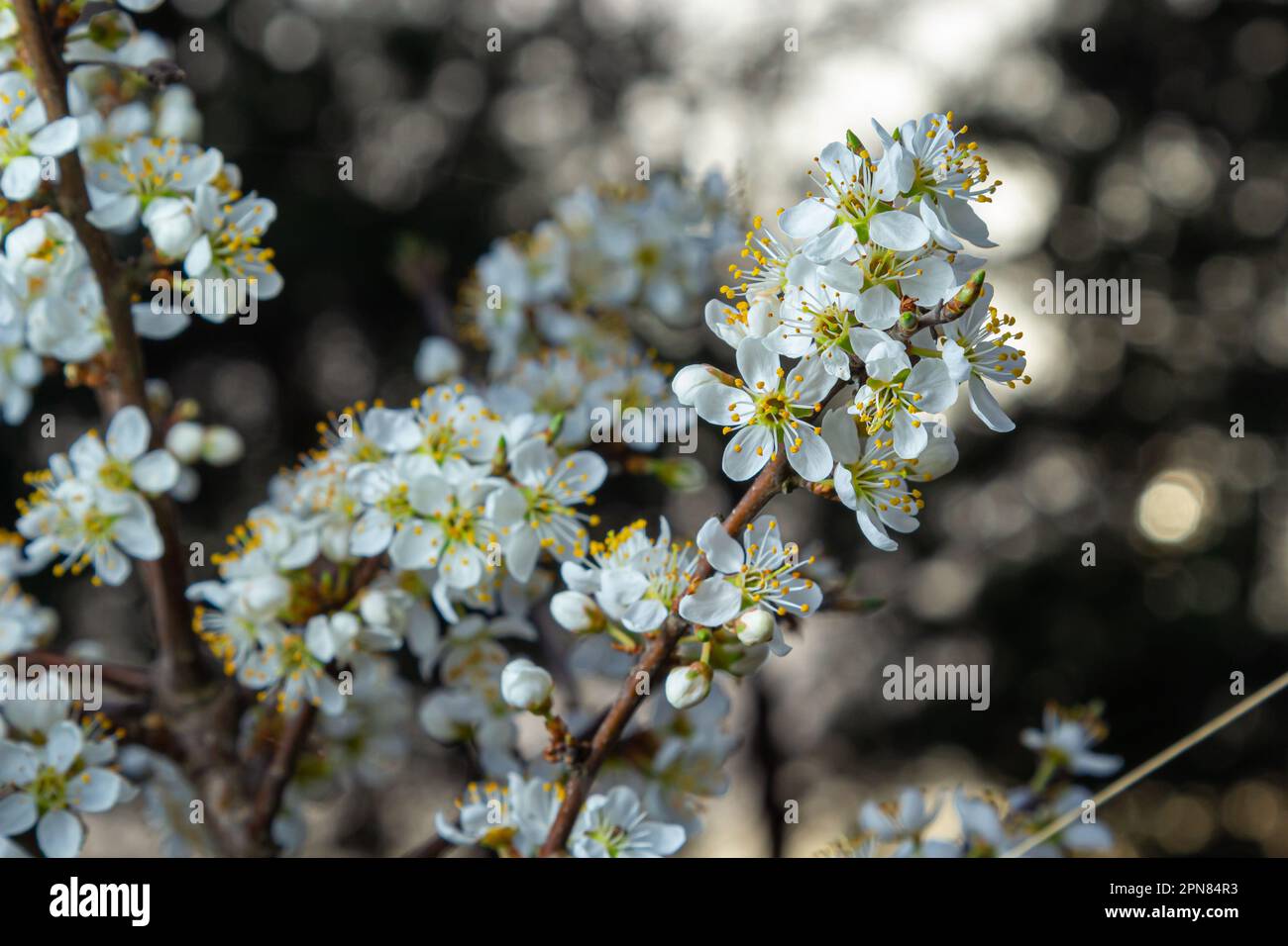 Prunus spinosa, called blackthorn or sloe, is a species of flowering ...