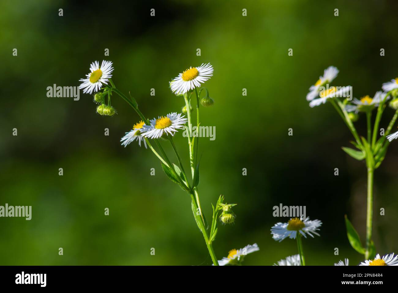 Annual fleabane Erigeron annuus, Daisy fleabane Eastern daisy fleabane ...