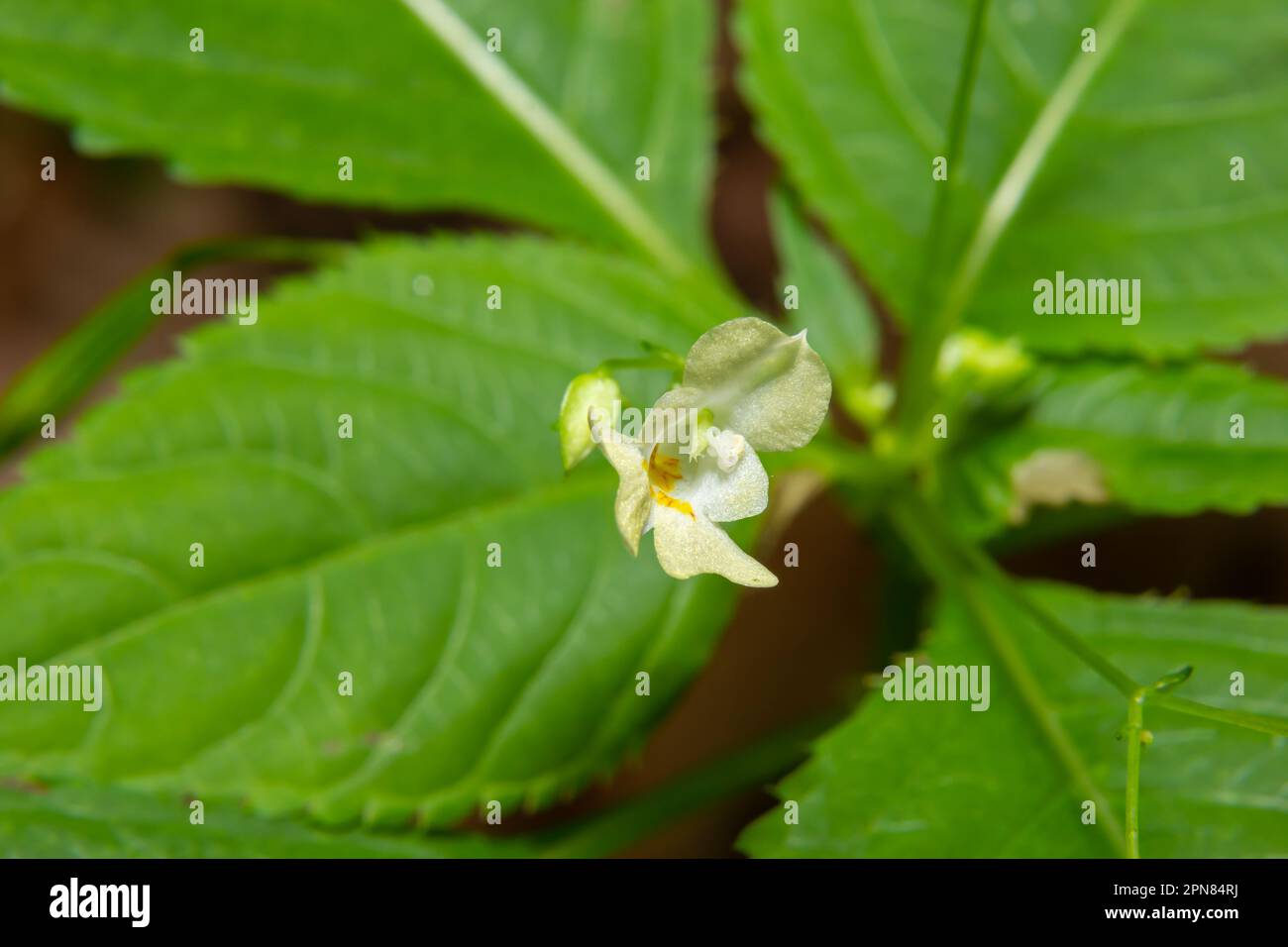 Small balsam or small-flowered touch-me-not Impatiens parviflora yellow ...