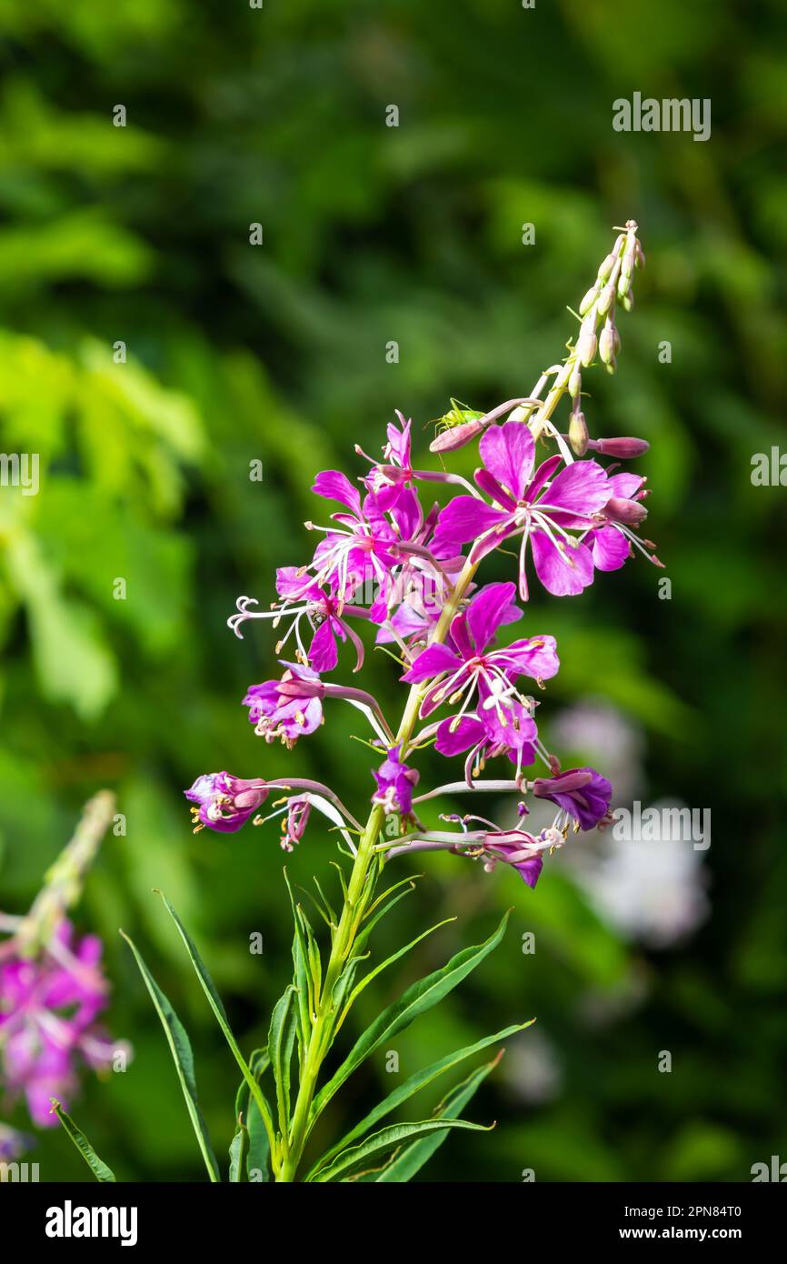 Closeup of pink flower of rosebay willowherb Chamaenerion angustifolium on light green ...