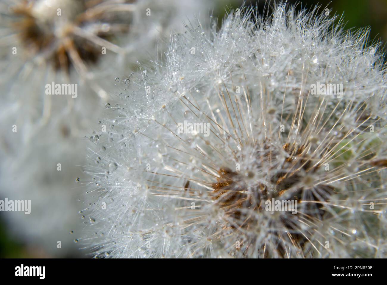 Common dandelion Taraxacum officinale faded flowers looks like snow ...