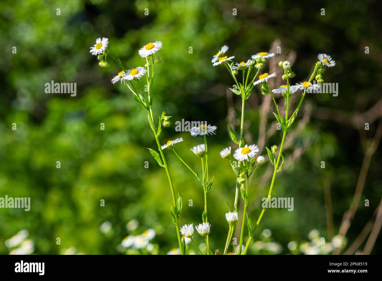 Annual fleabane Erigeron annuus, Daisy fleabane Eastern daisy fleabane ...
