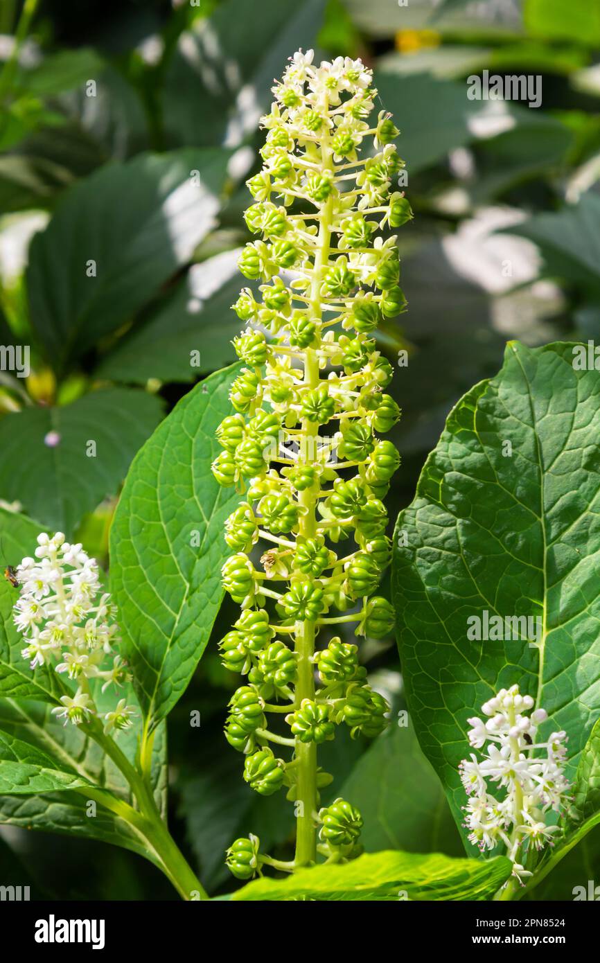 an unusual plant Laconosa or Phytolacca Americana with a long, narrow ...