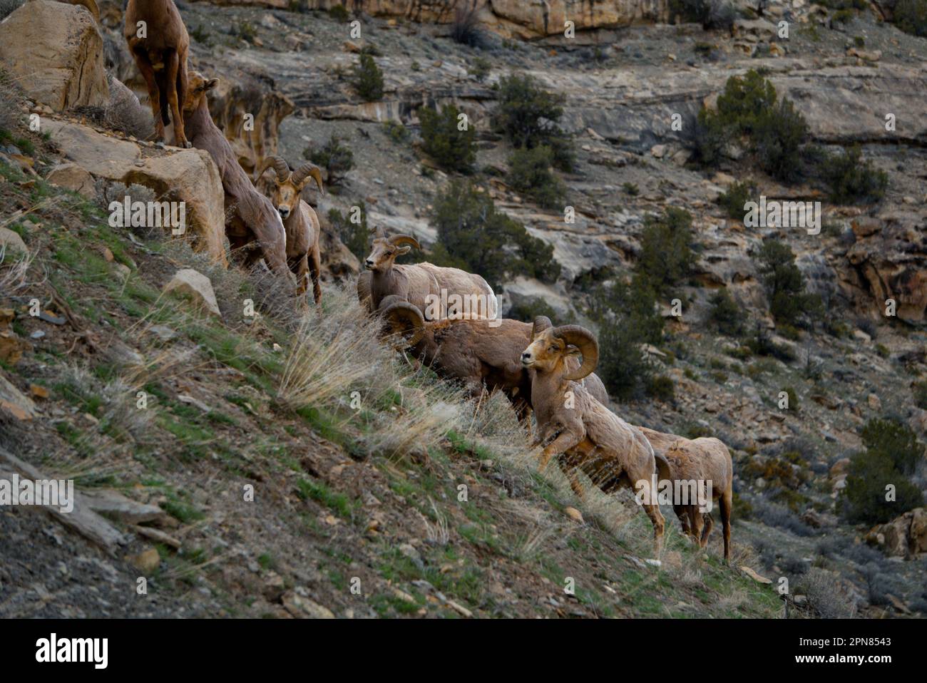 The bighorn sheep herd in Colorado's Debeque Canyon Stock Photo - Alamy