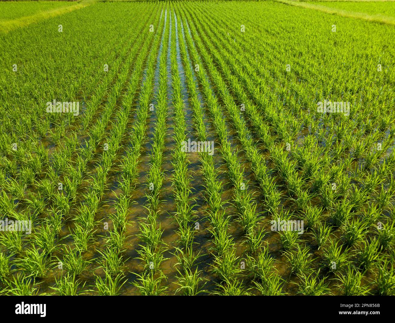 Rows of young green rice in morning sun on small farm Stock Photo - Alamy