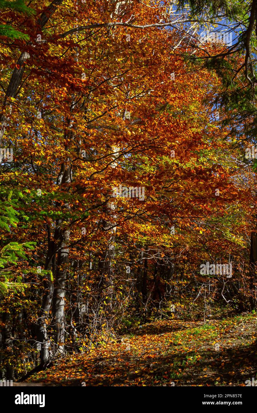 Tall trees of the Carpathian forests, nature reserve in the Carpathians ...