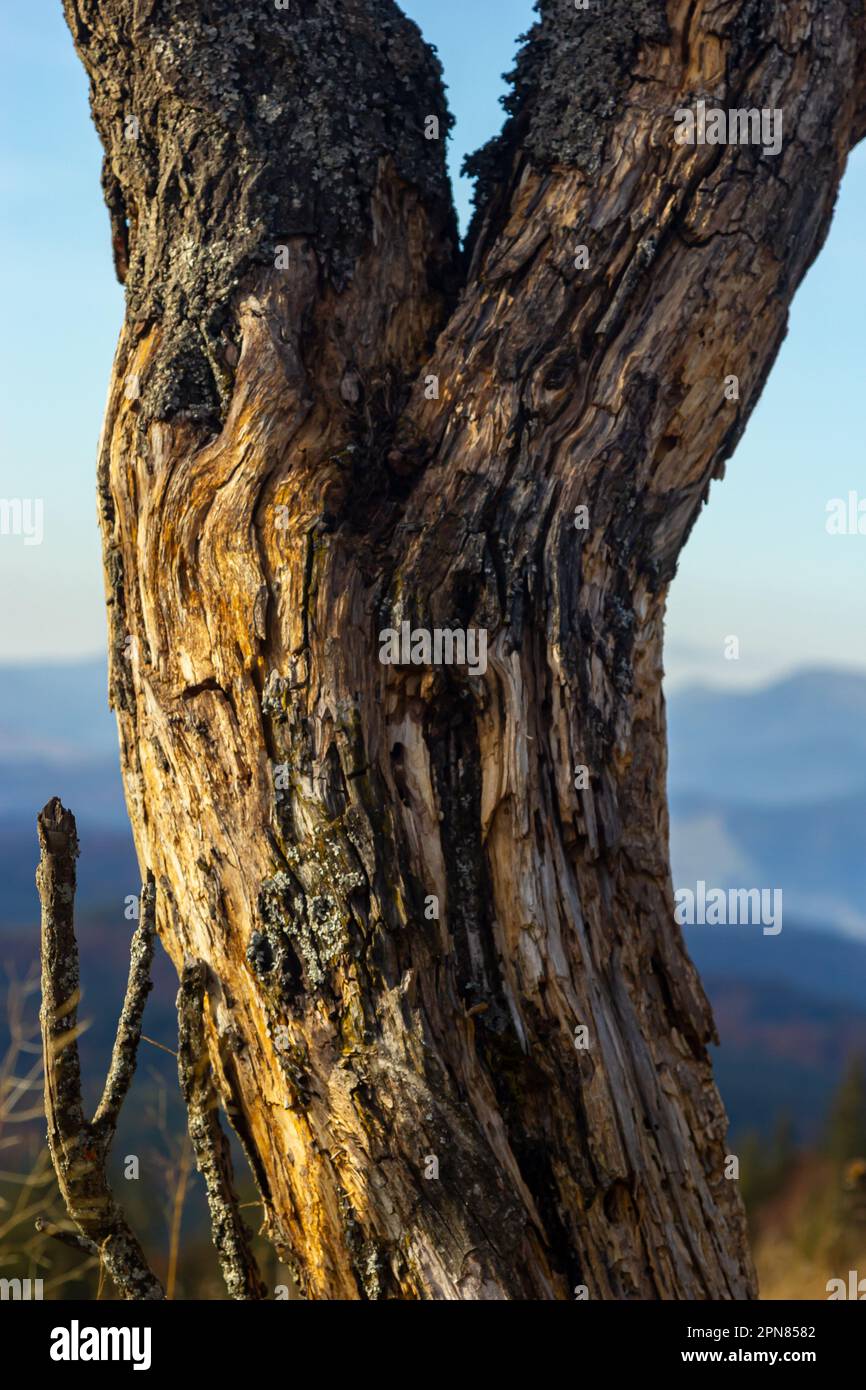The old and completely dry tree growing against the blue sky Stock ...