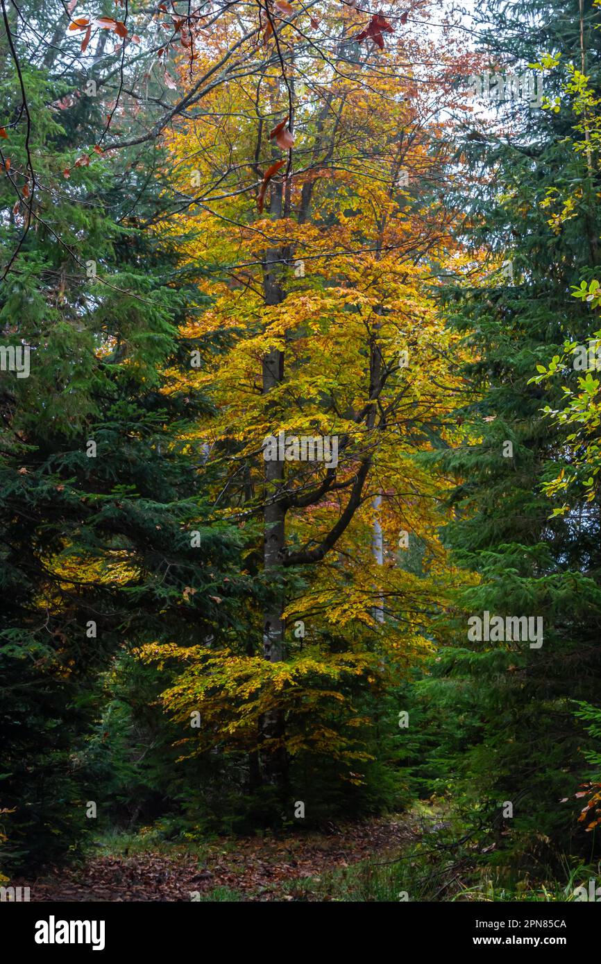 Tall trees of the Carpathian forests, nature reserve in the Carpathians ...