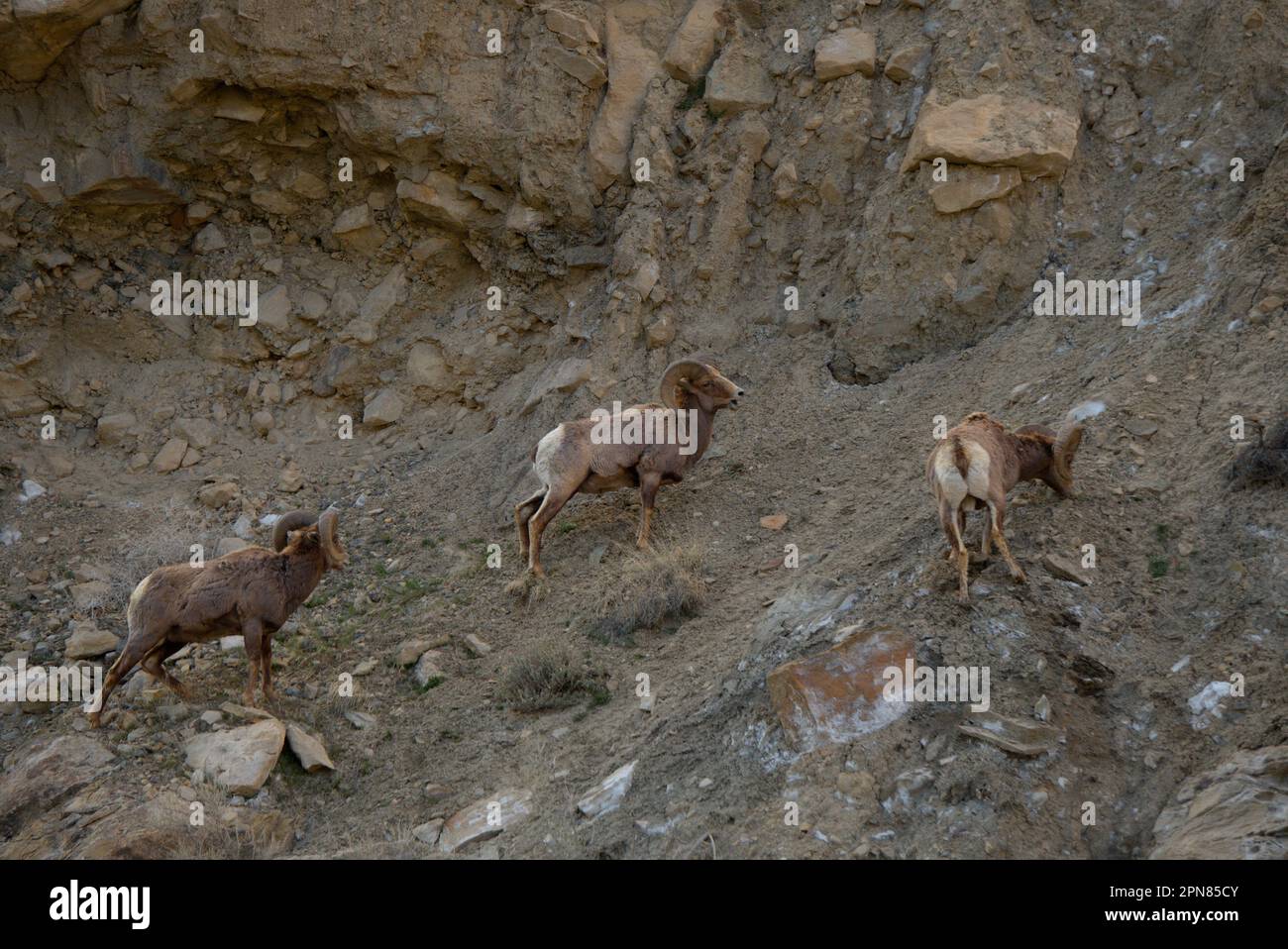 The bighorn sheep herd in Colorado's Debeque Canyon Stock Photo - Alamy