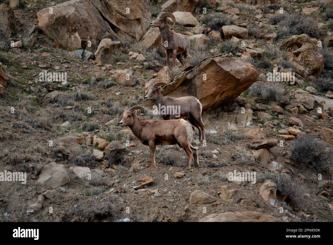 The bighorn sheep herd in Colorado's Debeque Canyon Stock Photo - Alamy