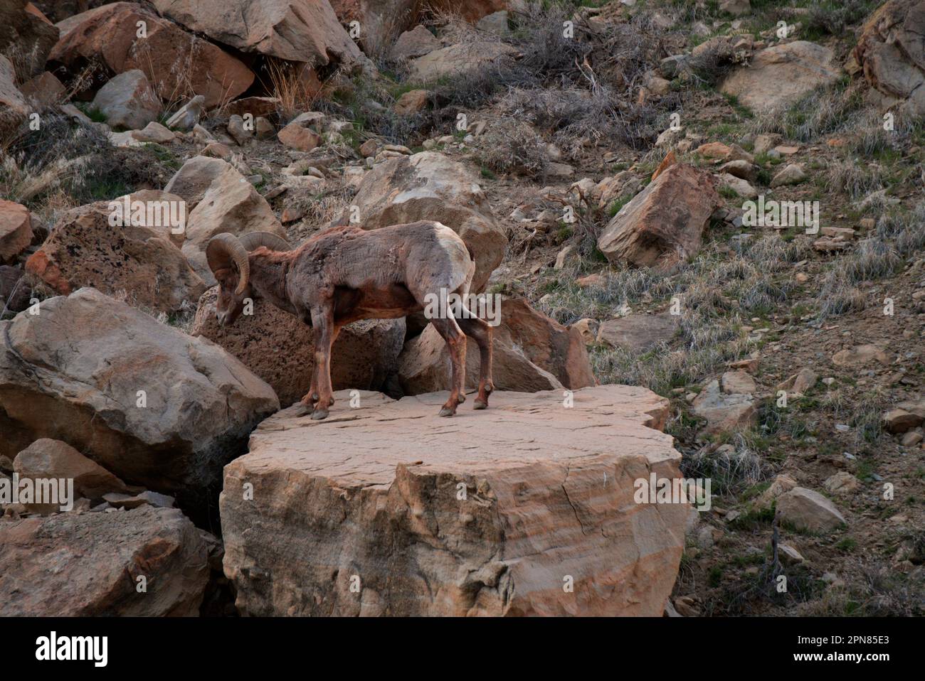 The bighorn sheep herd in Colorado's Debeque Canyon Stock Photo - Alamy