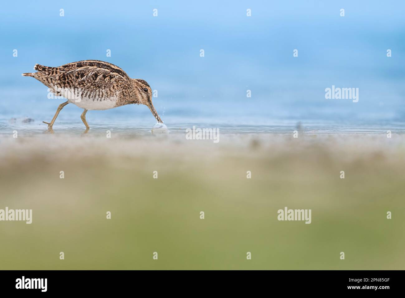 Splashing in the water, the common snipe at hunt (Galling gallinago ...