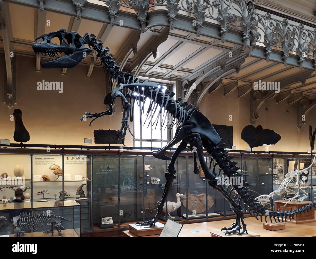 Tyrannosaurus rex dinosaur skeletorn, natural history museum, Paris ...