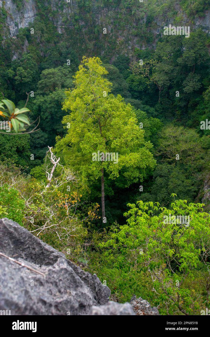 Parashorea hi-res stock photography and images - Alamy