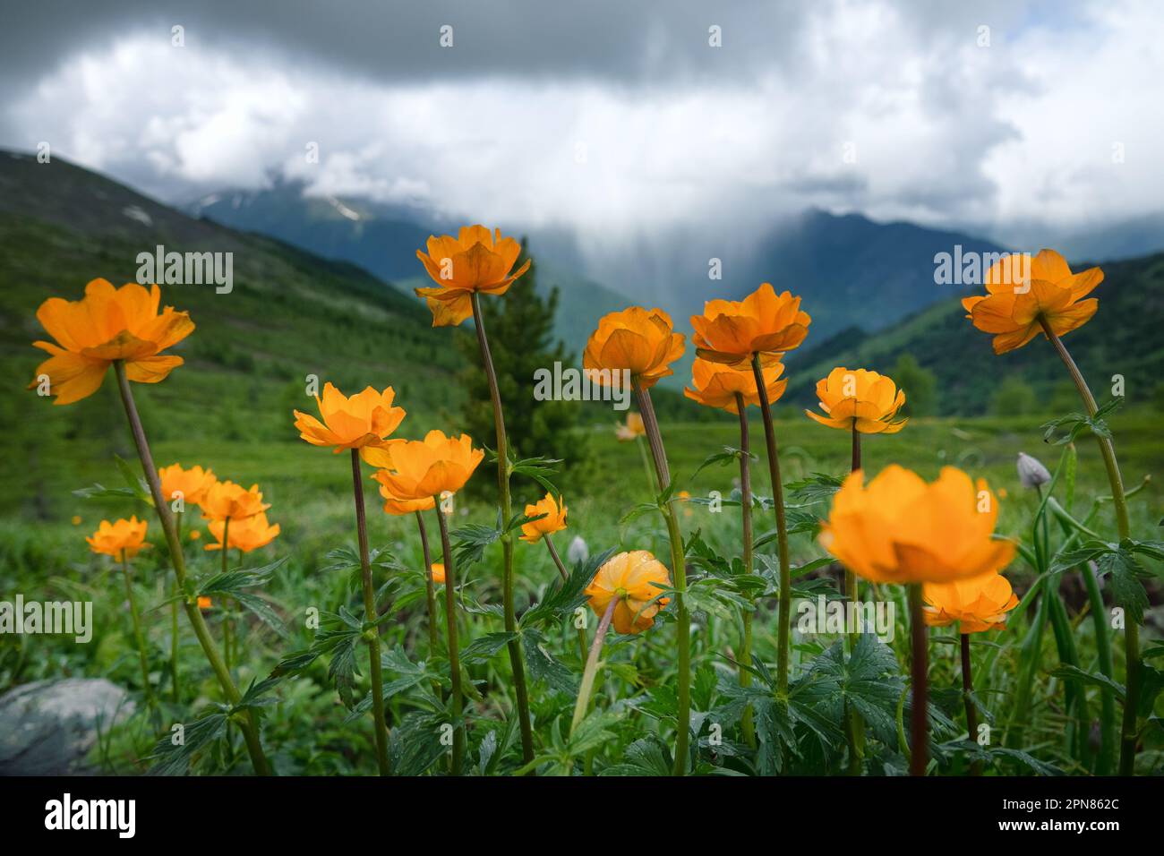 Attractiveness of lush mountain meadows. Altai globeflower (Trollius ...