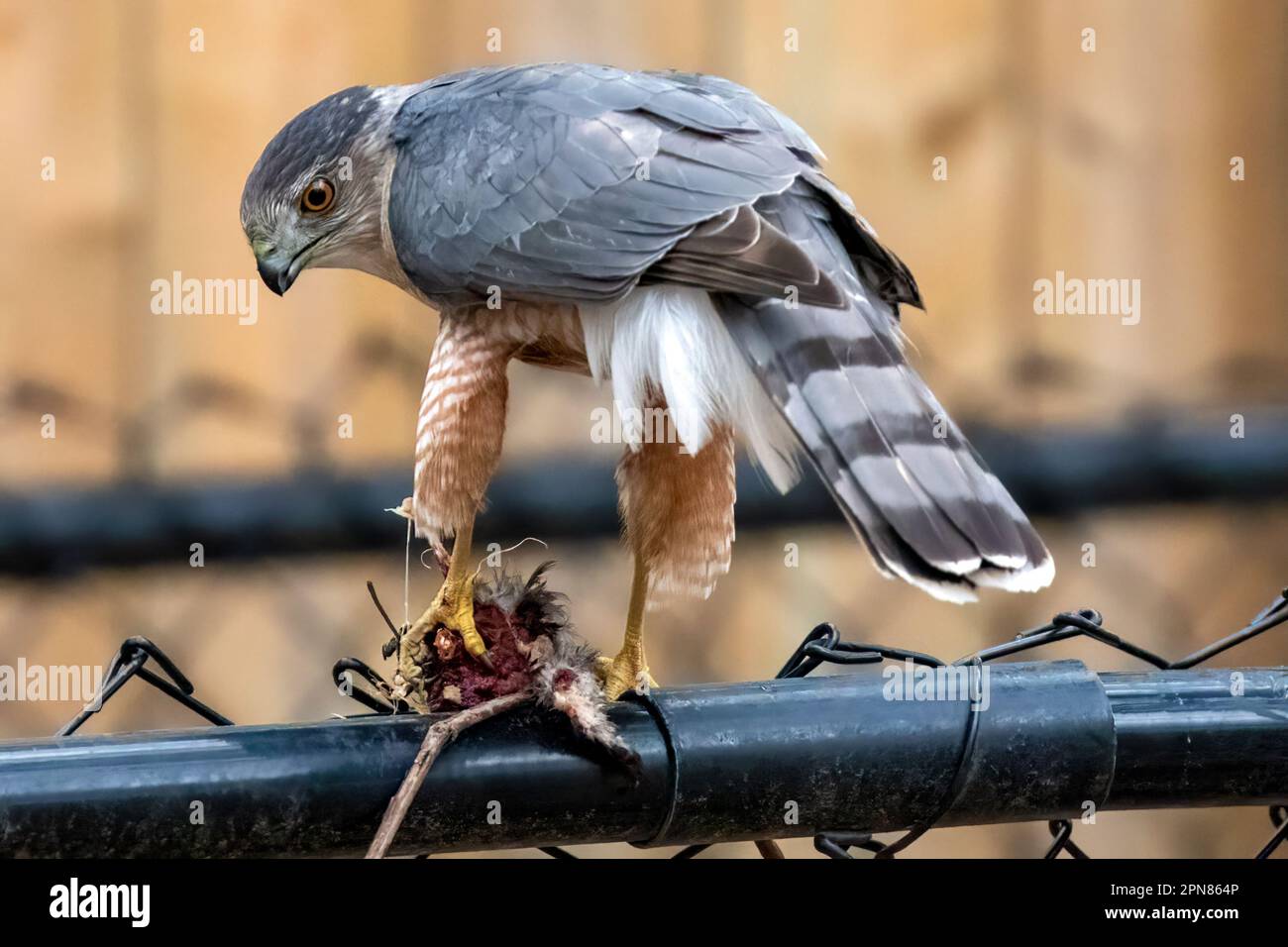 An adult Cooper's Hawk after capturing prey in Southwestern Ontario ...