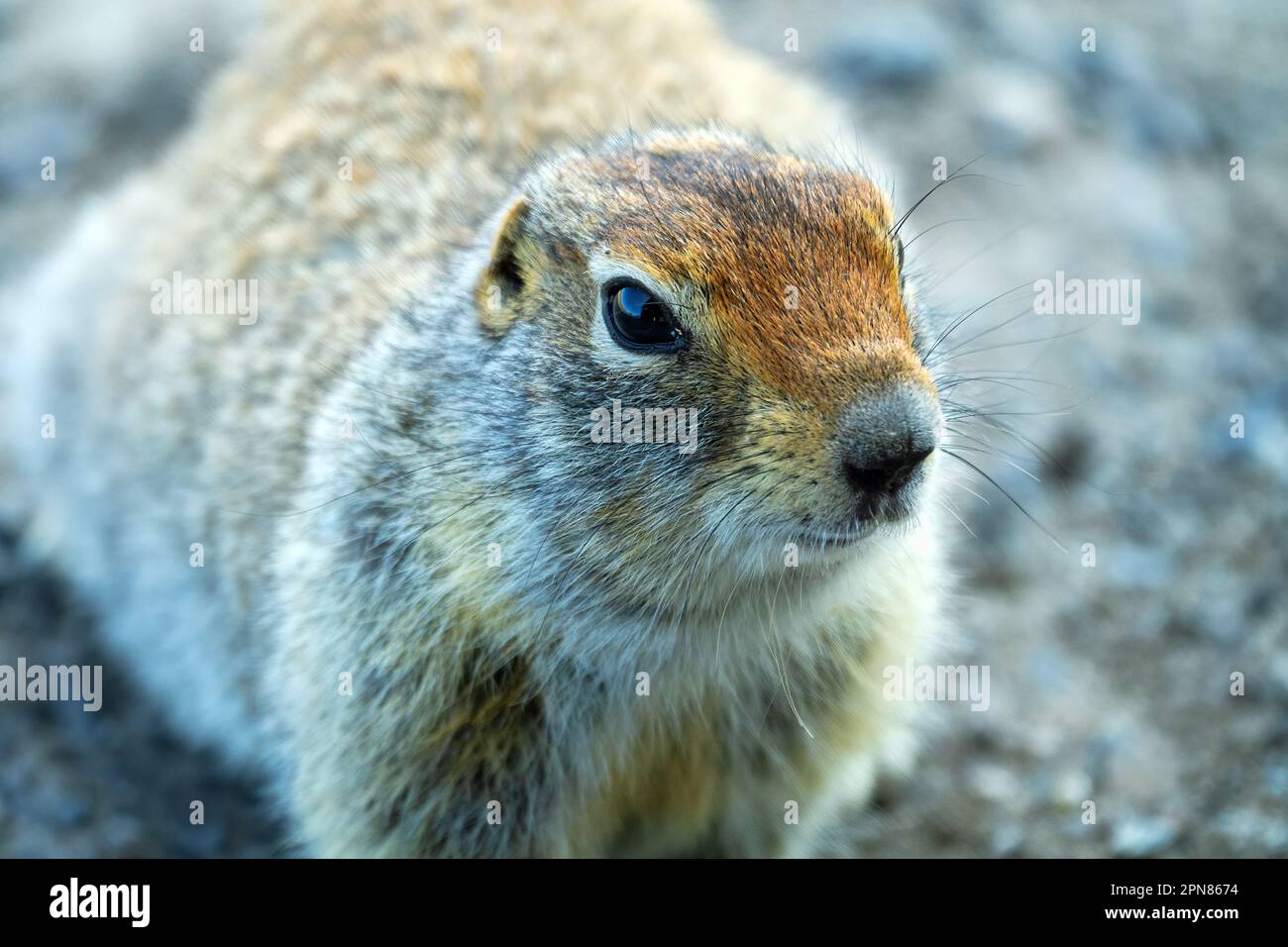 Arctic ground squirrel (Citellus parryi) in Kamchatka it lives on ...