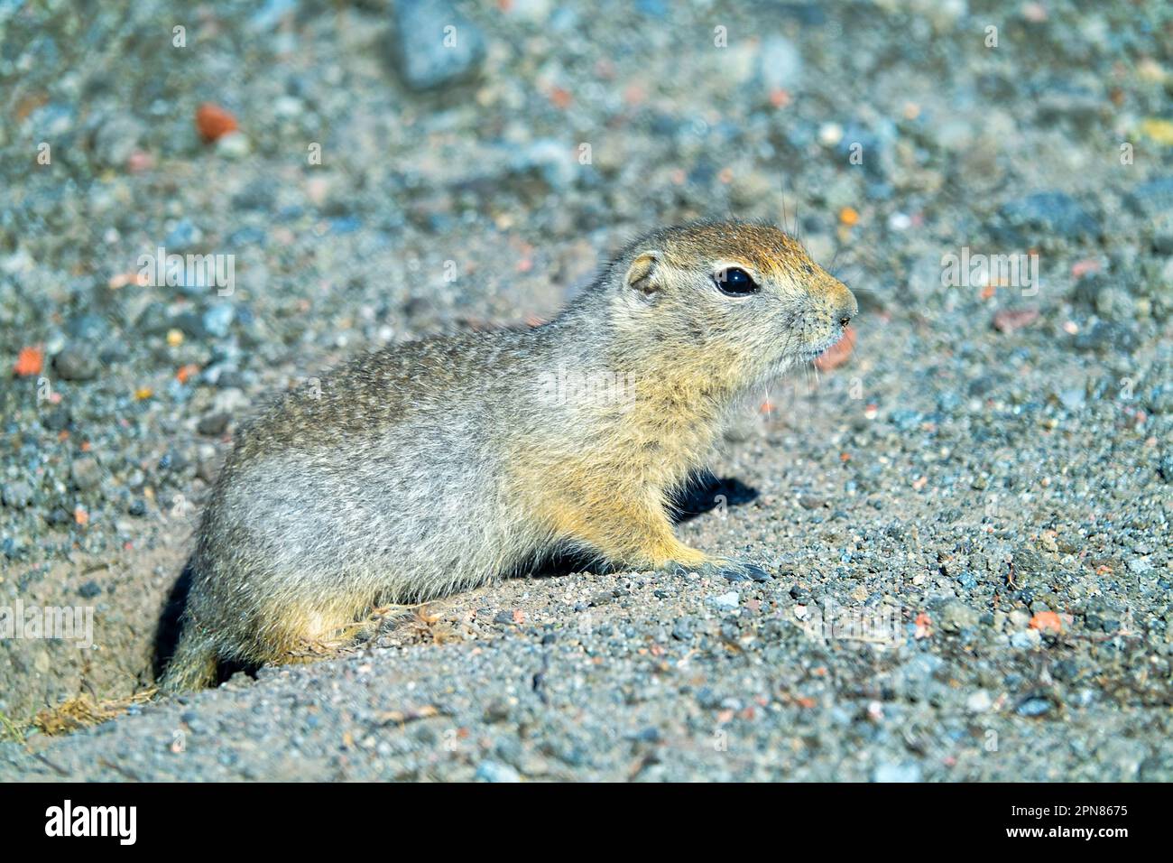Altai dog hi-res stock photography and images - Alamy