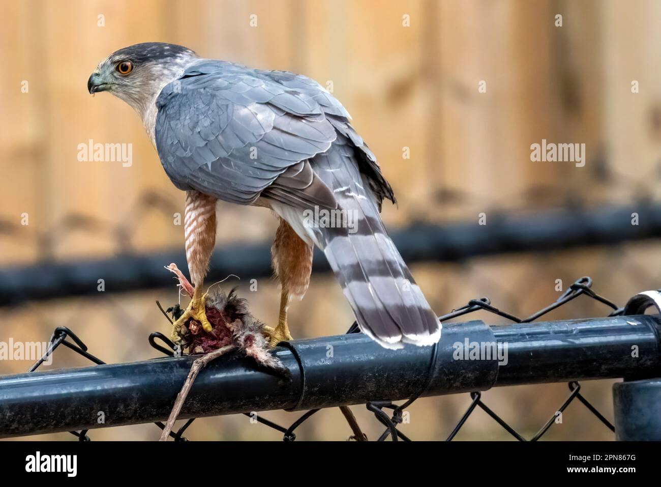 An adult Cooper's Hawk after capturing prey in Southwestern Ontario ...