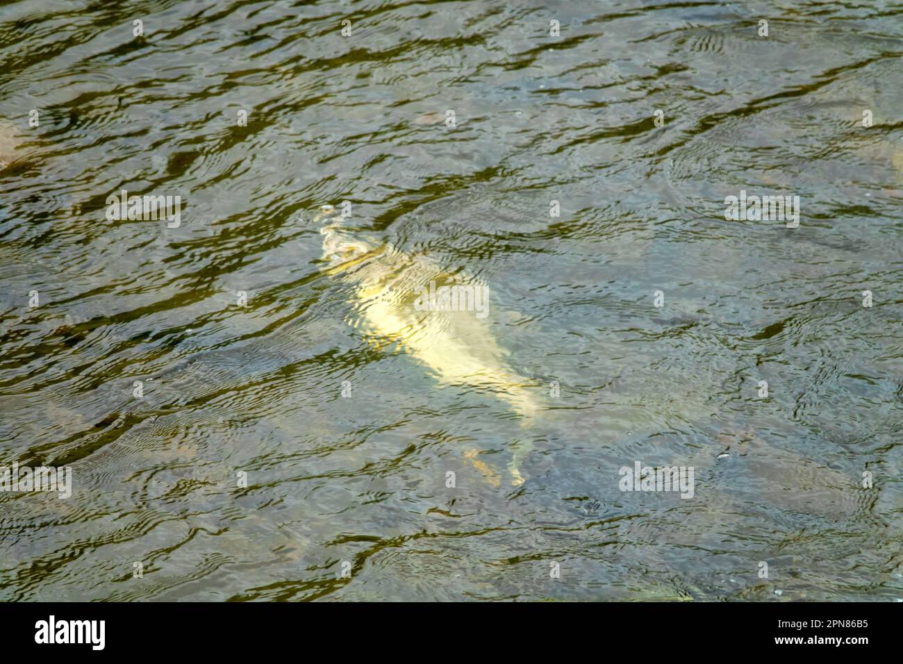 Salmon died after the reproductive function. Carcasses of fish rot ...