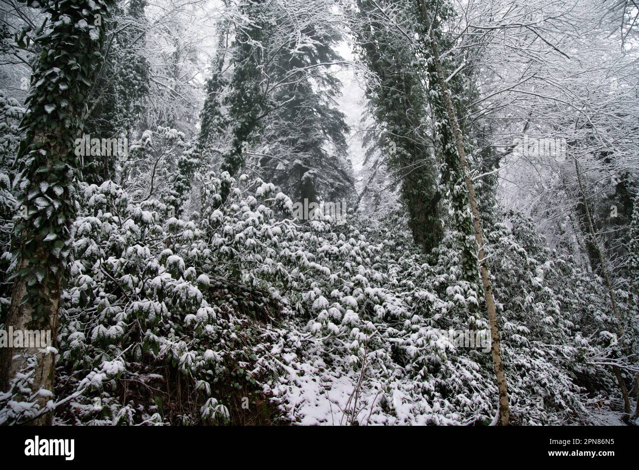Snow on evergreen foliage. Rhododendron, ivy in winter. The subtropical ...