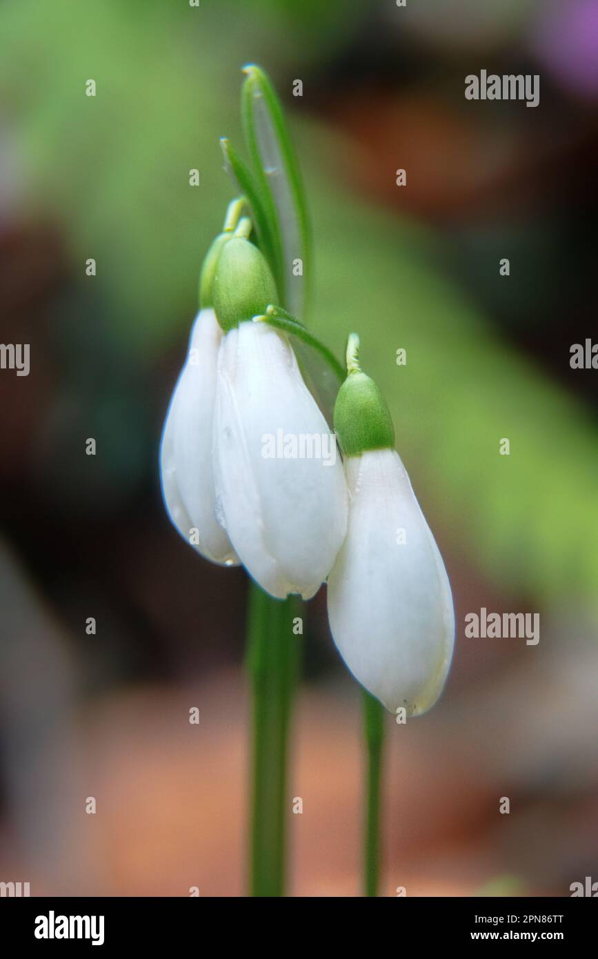 Snowdrops after spring rain (drops on teardrop - shaped flowers). Macro ...