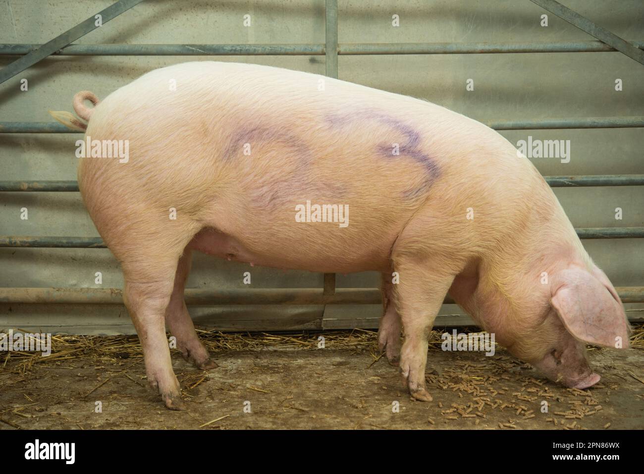 Pedigree Wesh pig Stock Photo - Alamy