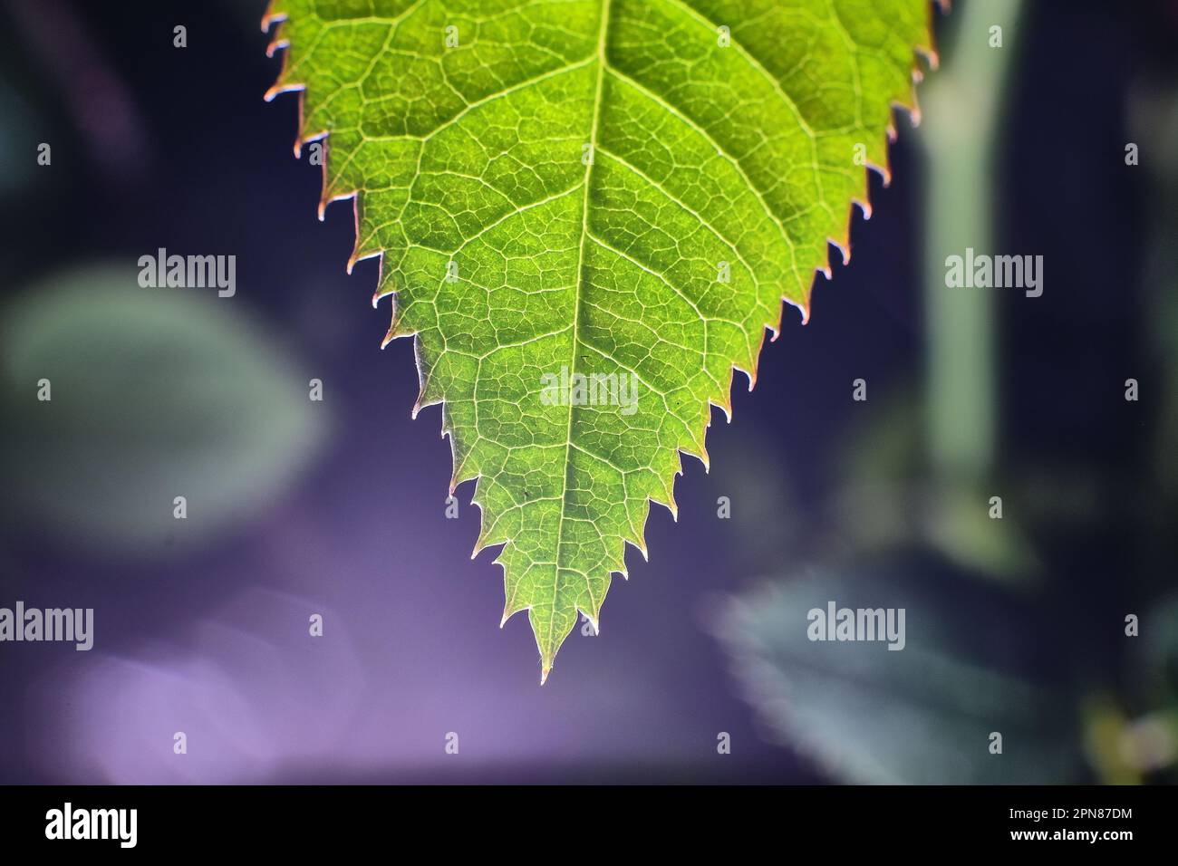 Beautiful detailing hi-res stock photography and images - Alamy