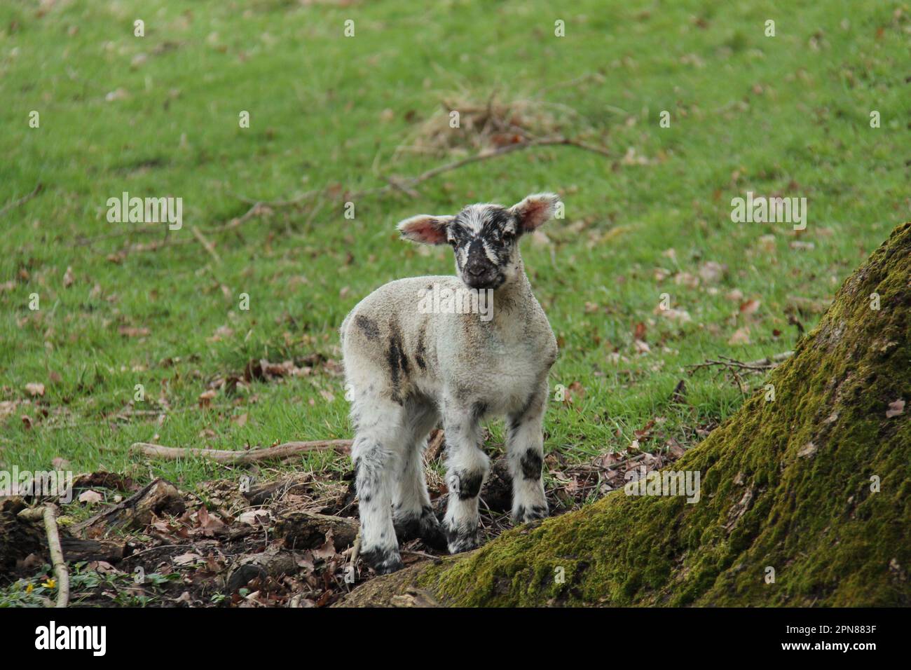 A Black and White Newly Born Baby Lamb Stock Photo - Alamy