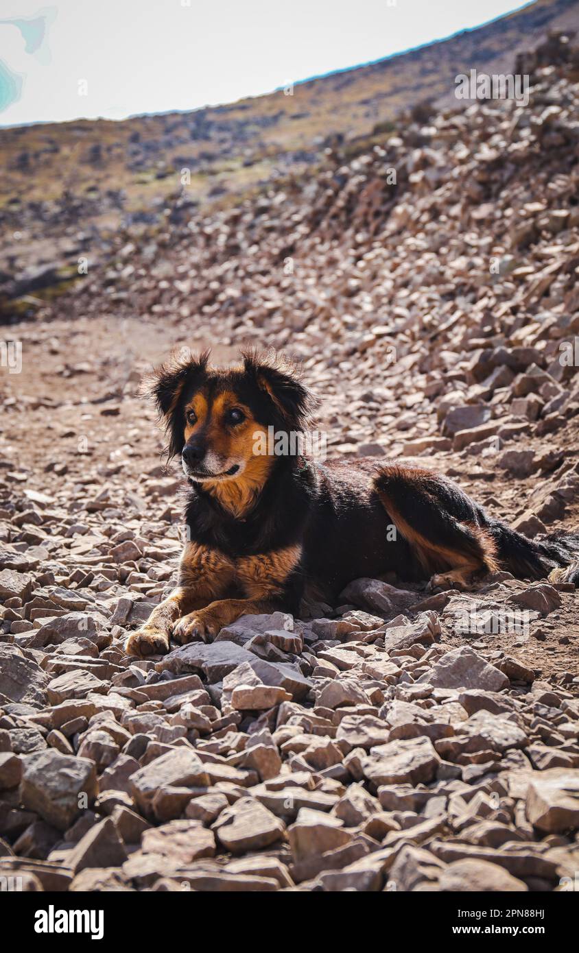 Black & brown dog laying on rocky hike path Stock Photo - Alamy
