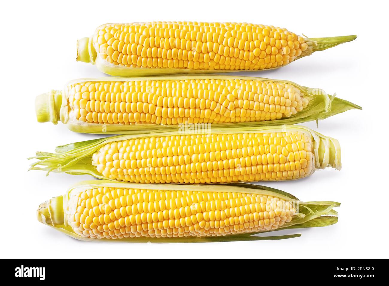 Four ears of sweet corn with husk isolated on a white background Stock ...