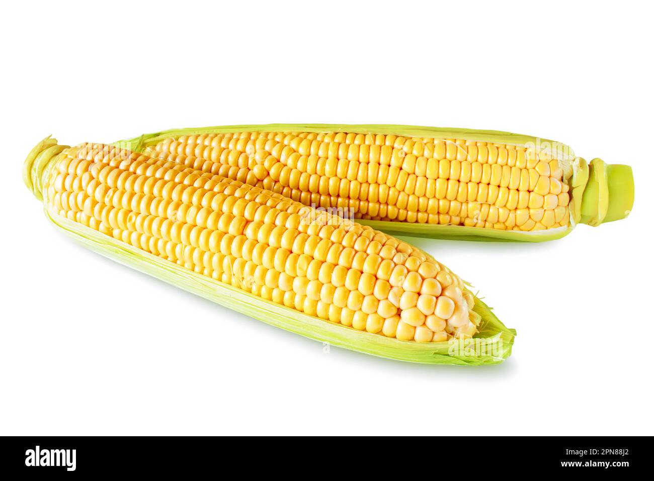 Two ears of sweet corn with husk isolated on white background Stock ...