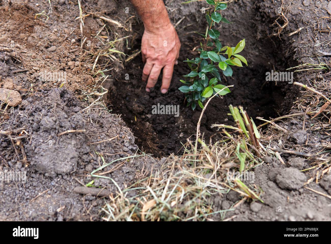 Hand of a woman putting soil planting a small tree of green leaves ...