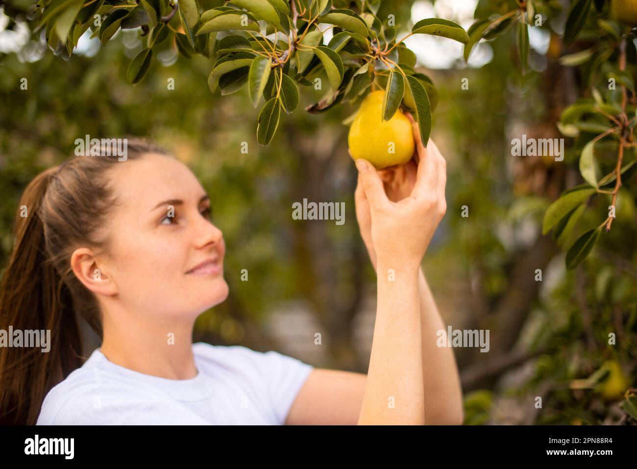 woman harvesting pears on little eco farm. Woman picking pear from tree ...