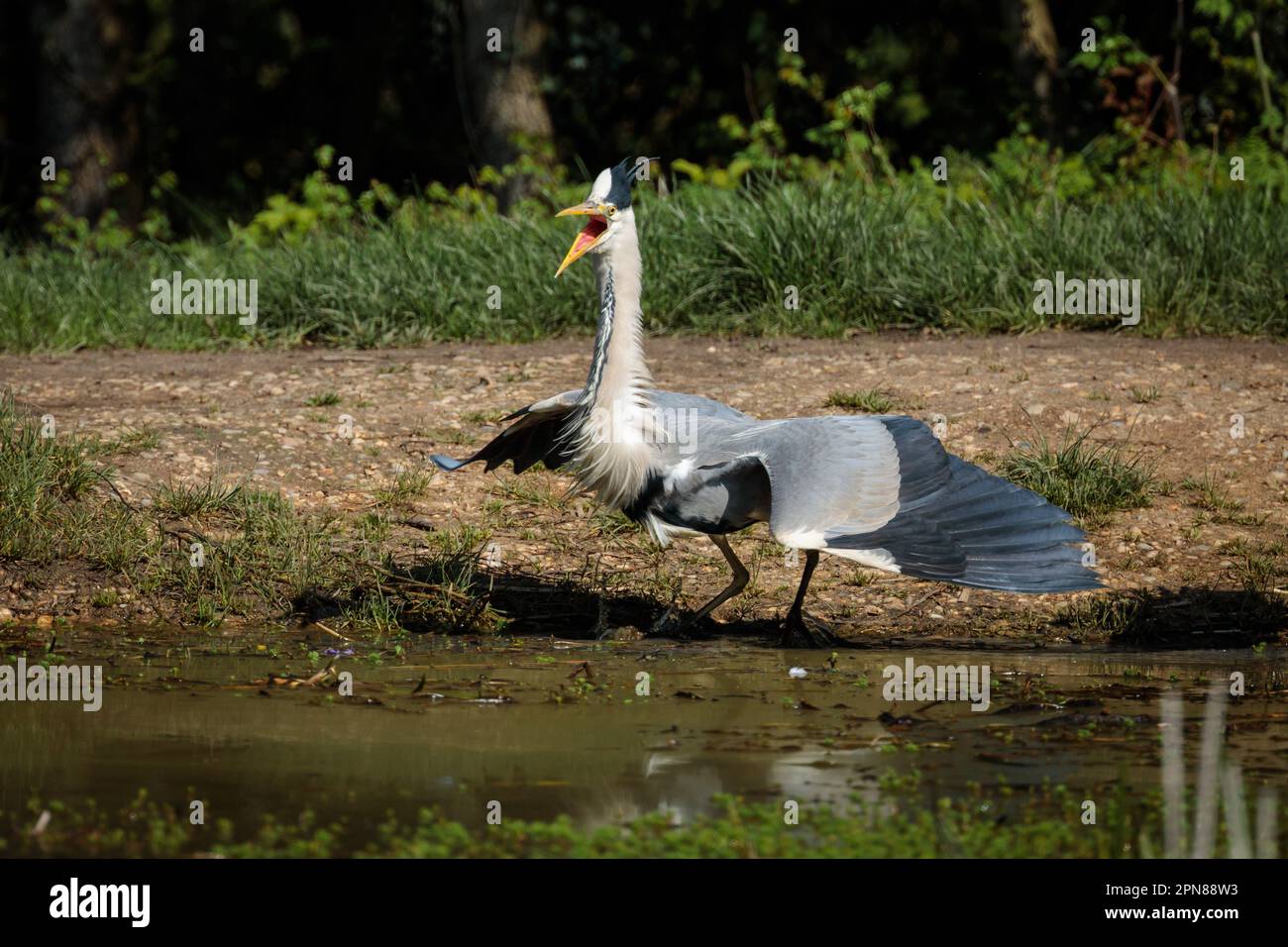 Wing span action shot hi-res stock photography and images - Alamy