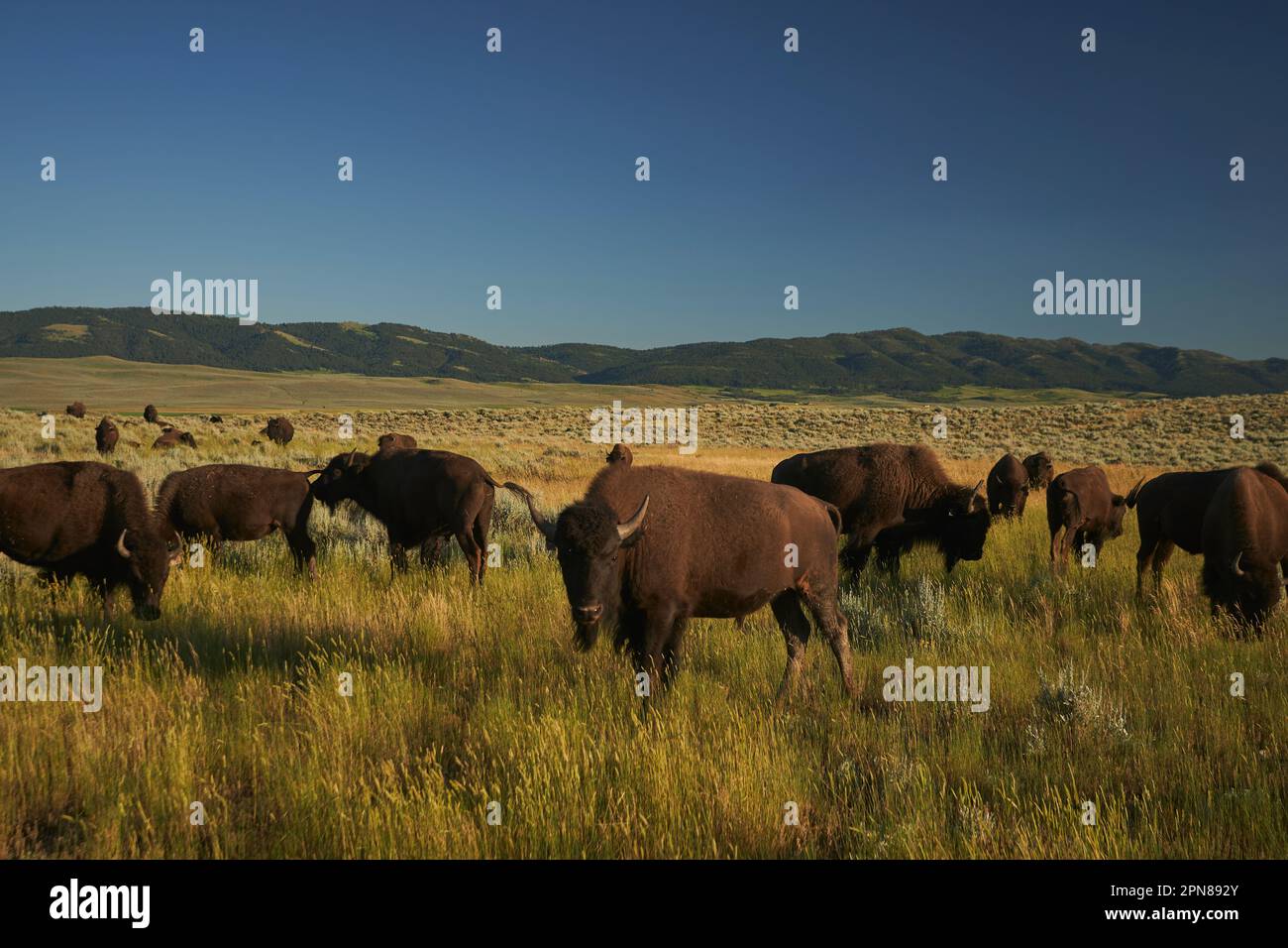 Bison herd american grassland hi-res stock photography and images - Alamy