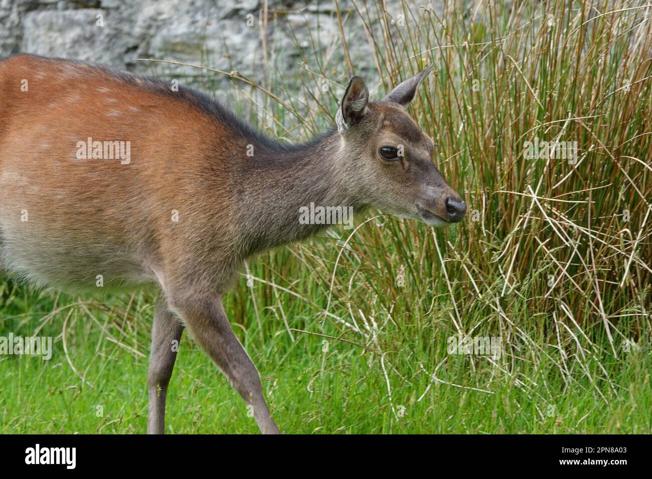 A young sika deer is shown up close in Ireland during the day. This ...