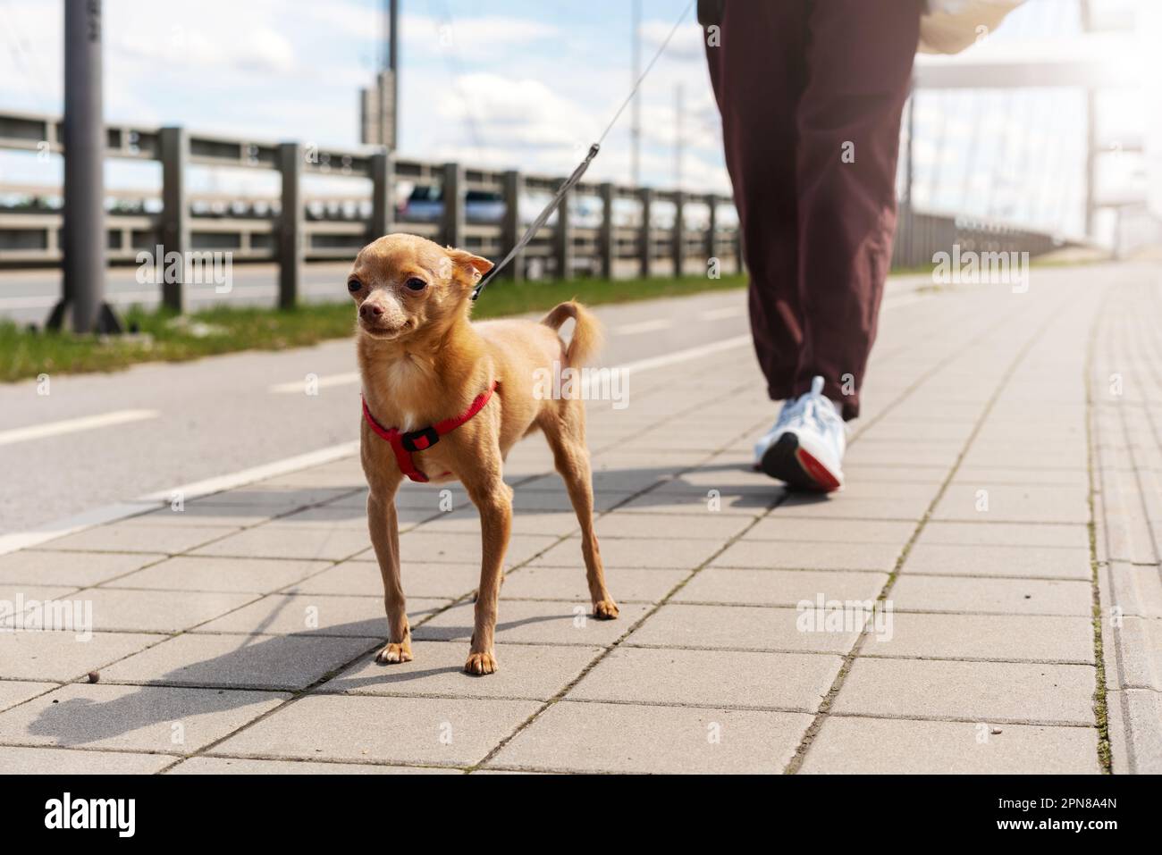 Little dog breed Toy Terrier walking together its owner outdoors in ...