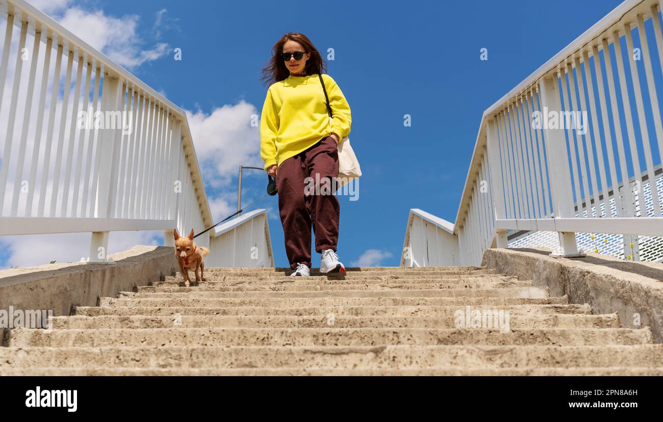 Small dog Toy Terrier going down the stairs together its owner Stock ...