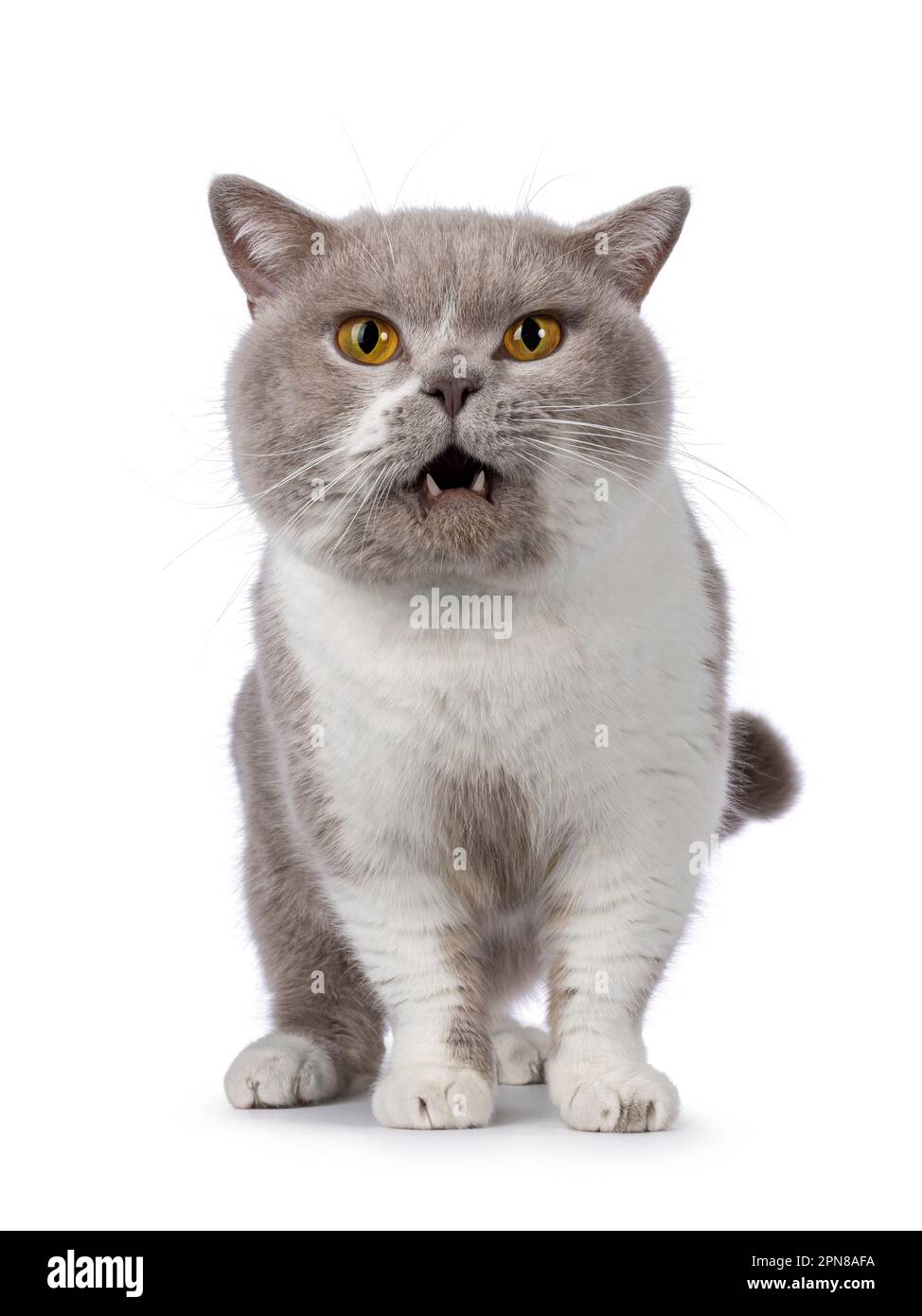 Funny shot of an adult male British Shorthair cat, standing up facing ...