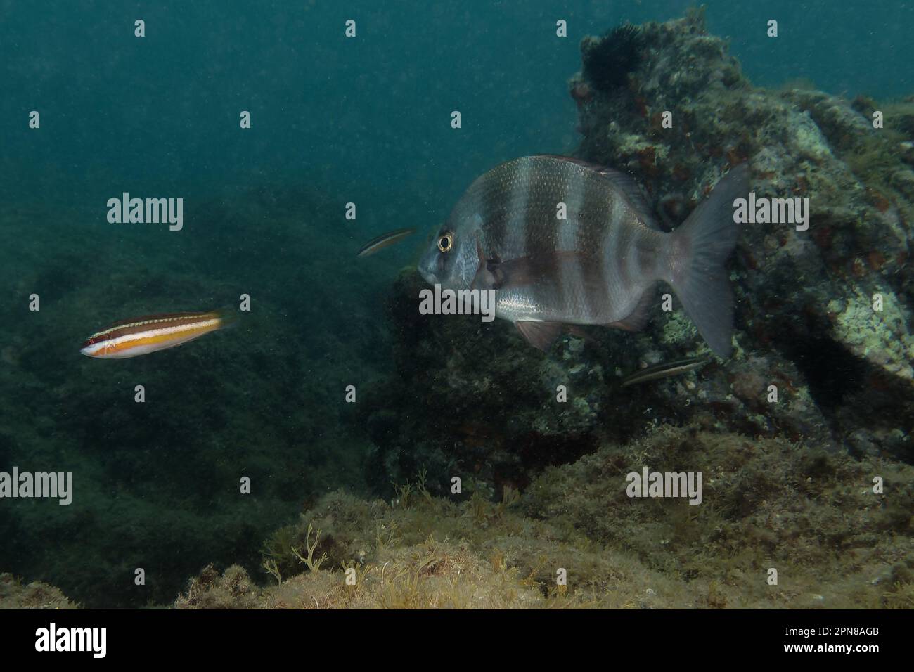 Zebra sea bream (Diplodus cervinus) in Mediterranean Sea Stock Photo ...