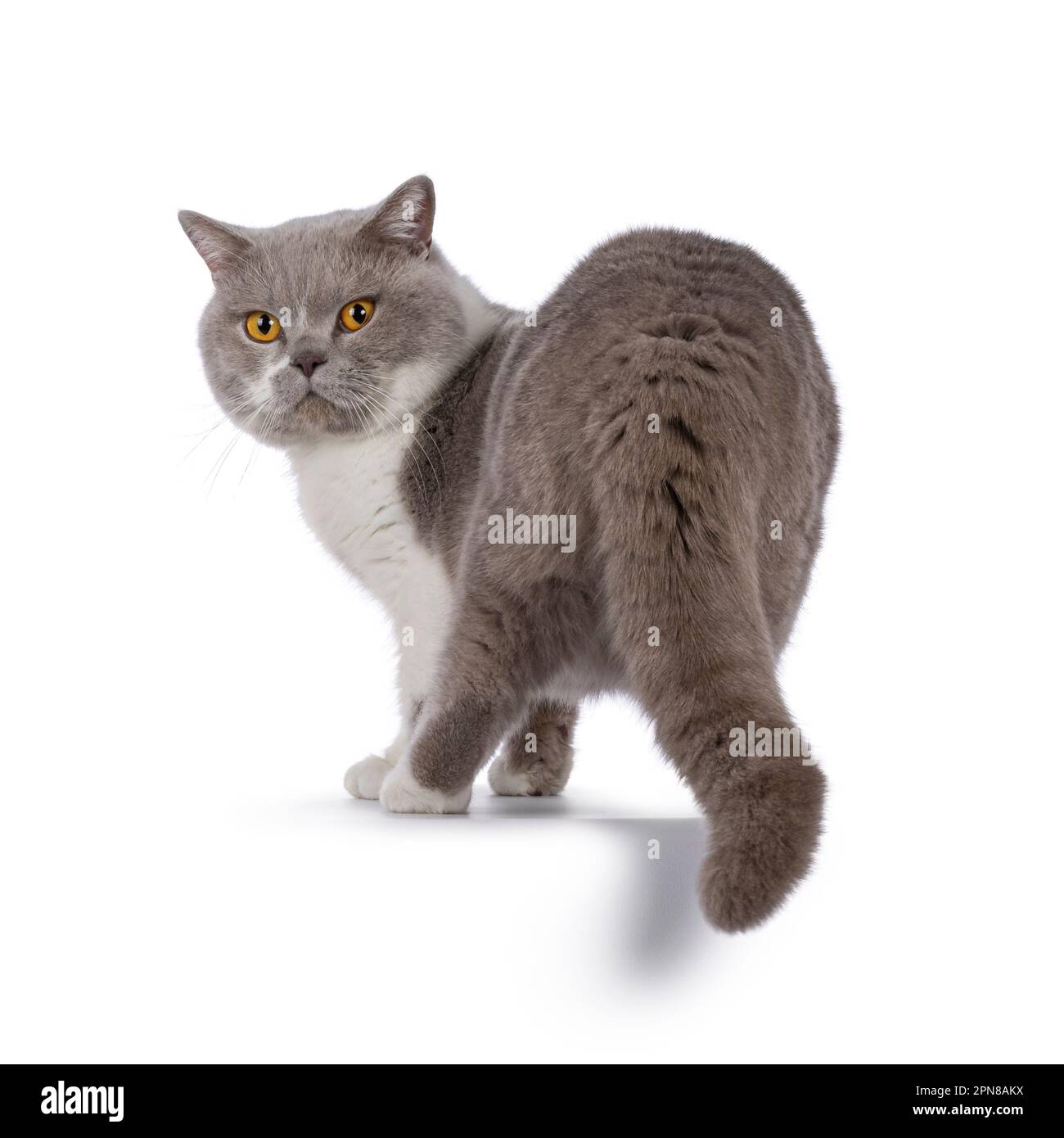 Handsome adult male British Shorthair cat, standing backwards on edge ...
