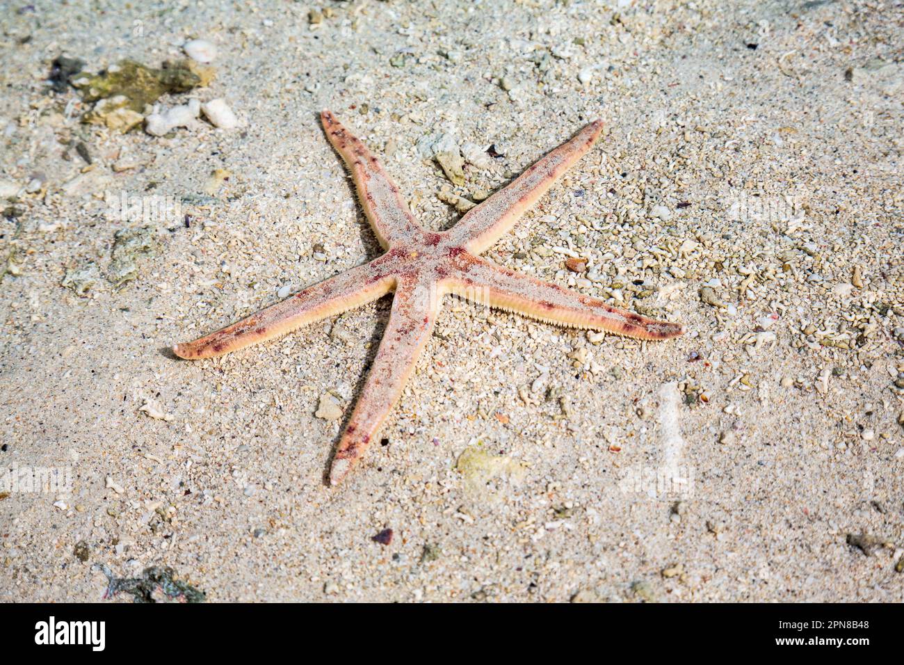 Starfish in shallow water at beach of Ile aux Aigrettes, Mauritius ...