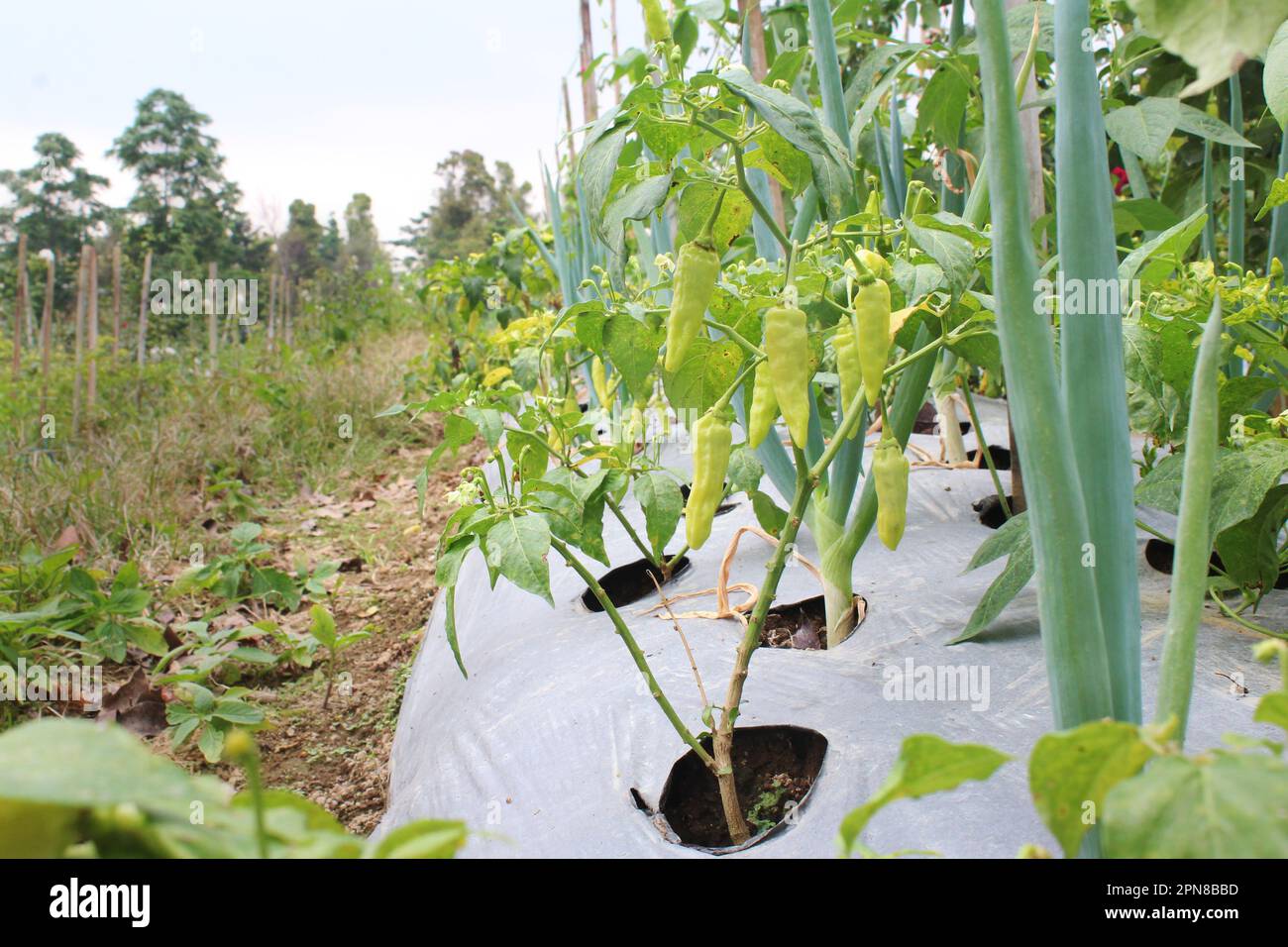 Chili tree beside spring onion growing in a field, agricultural concept ...