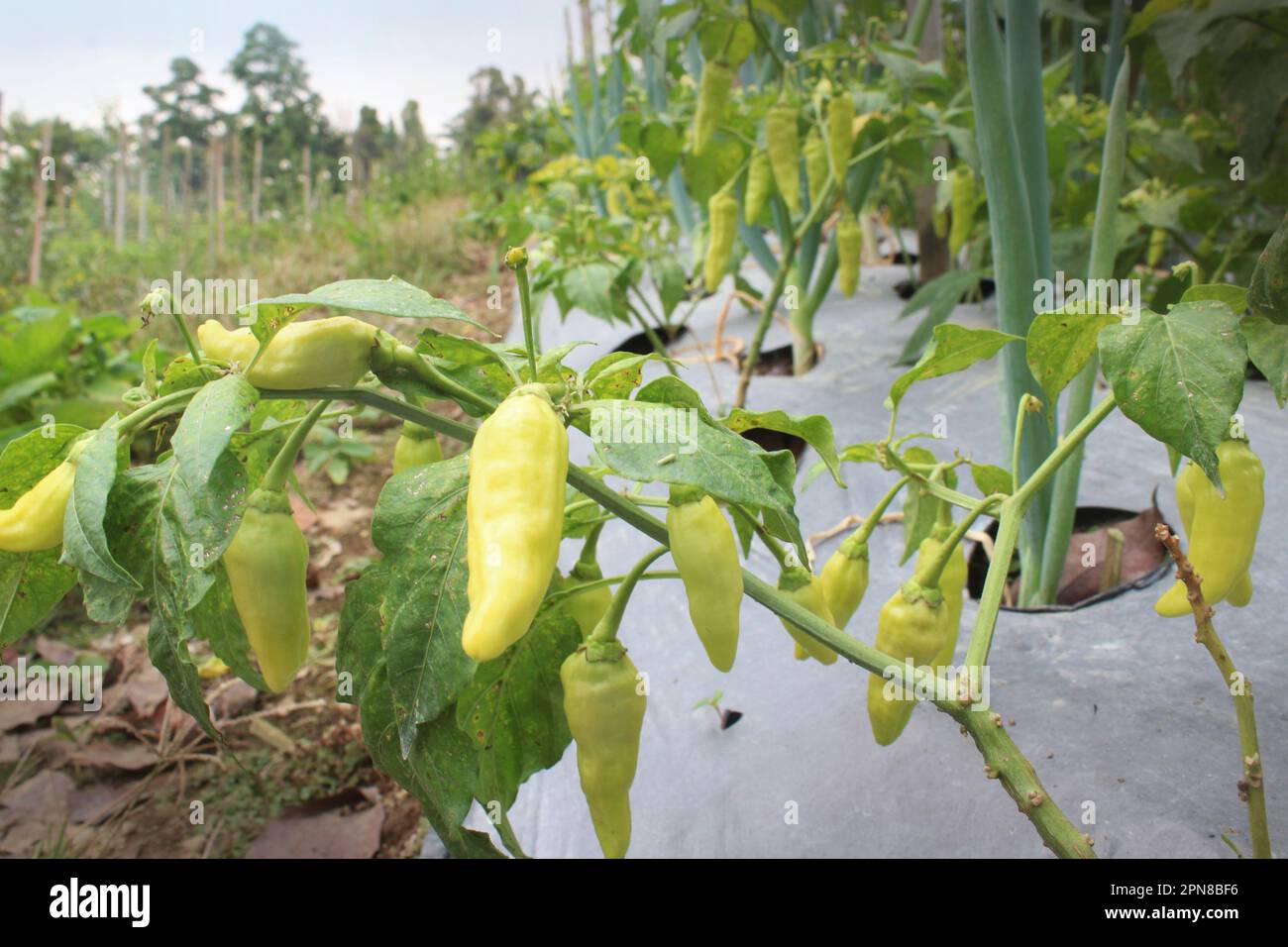 Chili tree with a lot of chili light green yellowish color growing in ...