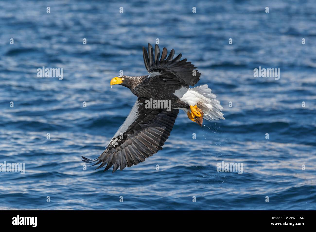 Stellers Sea Eagle (Haliaeetus pelagicus) in flight with its wings ...